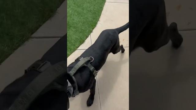 Discover the Beauty and Mystery of Black Lab Eye Color