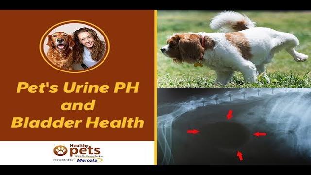 How To Lower Dogs Ph Level - Expert Tips and Advice