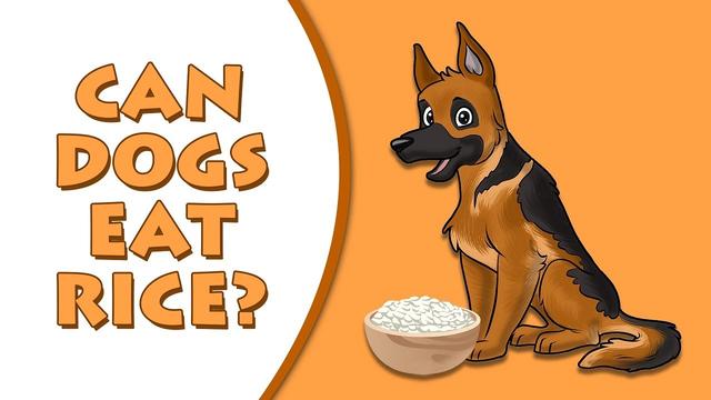 Can Dogs Eat Wild Rice: Safety and Benefits Explained