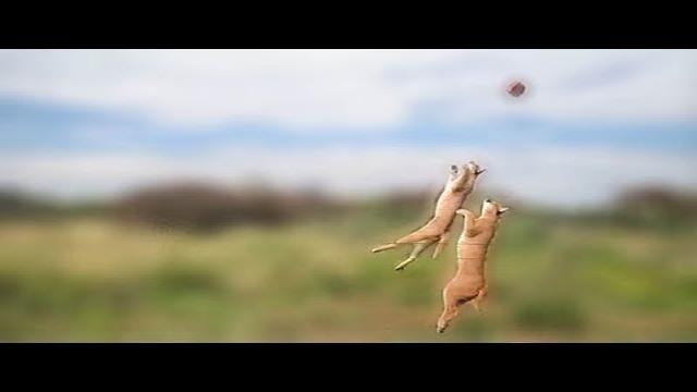 How High Can Caracals Jump: Exploring their Astonishing Leaping Abilities