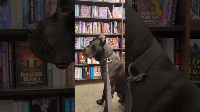Les chiens sont-ils admis chez Barnes And Noble ? Tout ce que vous ...