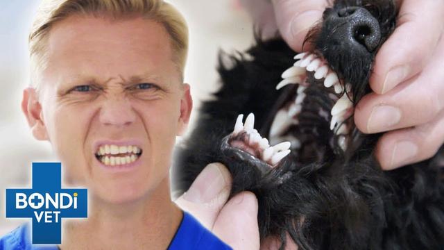 Puppy Has Two Rows Of Teeth: Causes, Treatment, and Prevention
