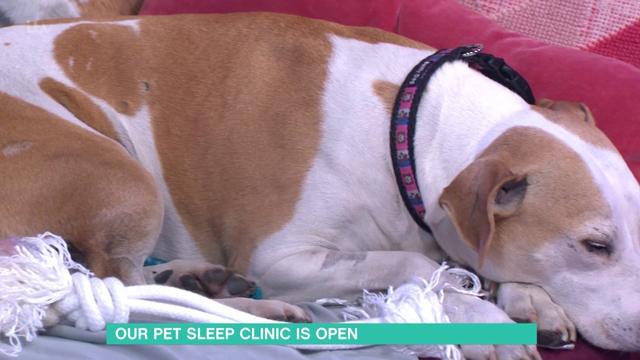 Understanding Why Dogs Get Up Every Time You Move - Explained