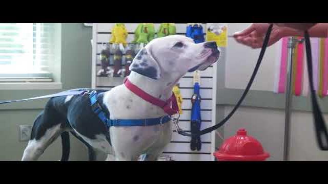 Double Leash Lock Off: How to Safely Secure Your Dog during Walks