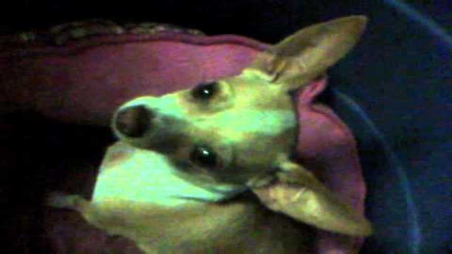 All About Dog Freckles: Causes, Types, and Care Guide