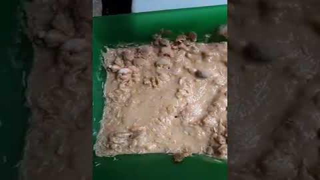 How to Deal With Maggots in Your Dog's Food Bowl - A Step-by-Step Guide