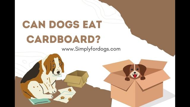 ¿Pueden comer cartón los perros? Guía completa para dueños de perros