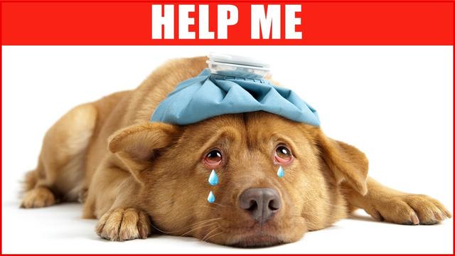 3 Ways Your Dog Asks For Help: Understanding Your Canine Companion