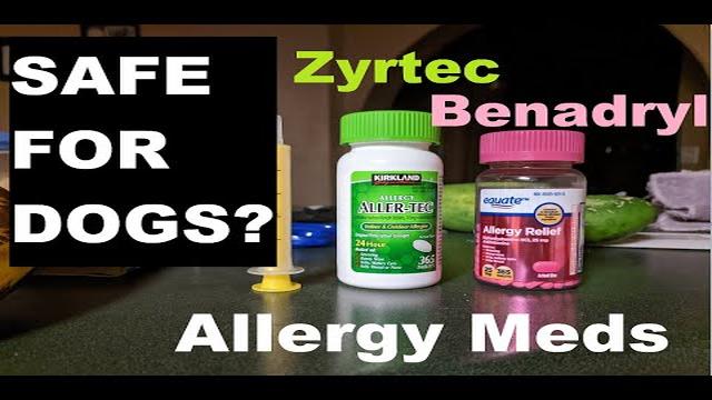 What to Do When Your Dog Ate Zyrtec: Advice and Precautions