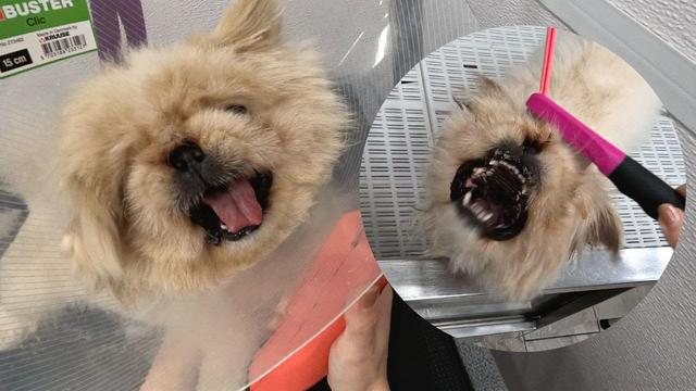 Raza de perros Chewbacca: todo lo que necesita saber