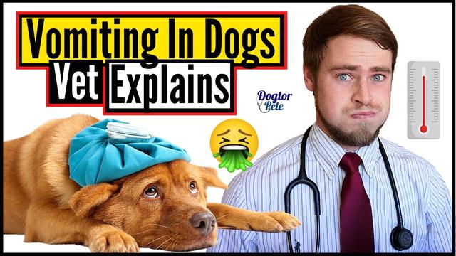 Do Dogs Throw Up When Hungry? The Link Between Canine Vomiting and ...