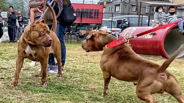 Are Pitbulls Allowed In Japan Your Guide to Pitbull Ownership in Japan