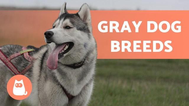 Les races de chiens gris : Un guide complet des races de chiens de ...