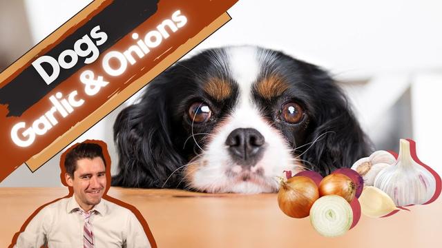 Timeline of Onion Poisoning in Dogs: Symptoms, Treatment, and Recovery